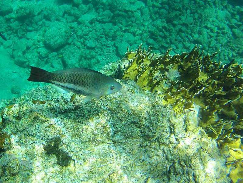 The Indians, British Virgin Islands (BVI)