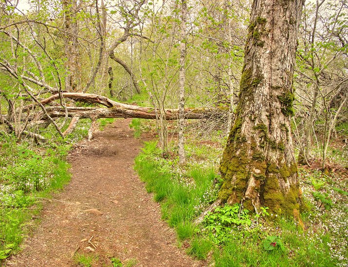Cape Split Trail (Nova Scotia, Canada)