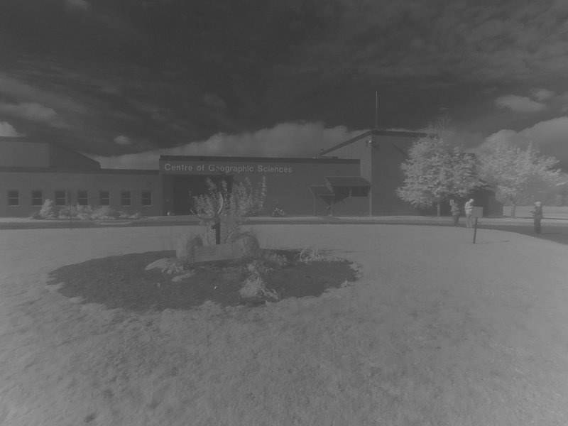 Infrared image converted to grayscale