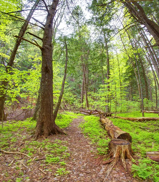 Kentville Ravine Trail