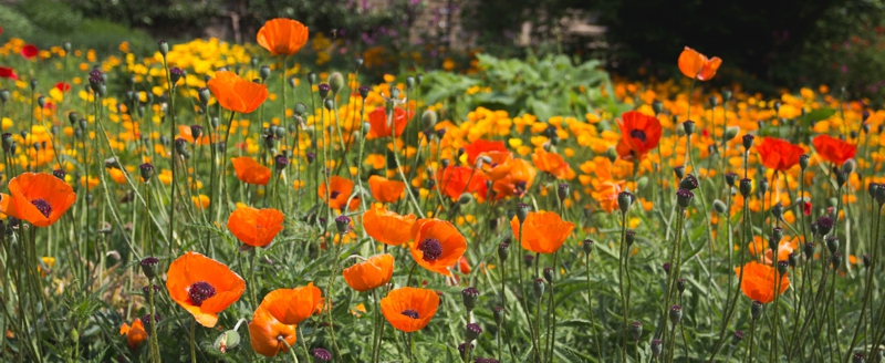 Pollinator Friendly Wildflowers